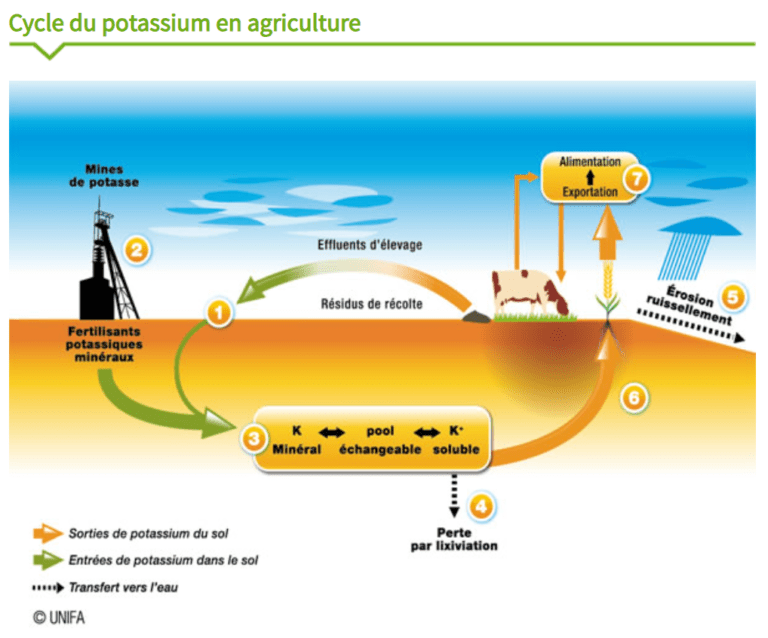 Le rôle et les avantages de la potasse dans l'agriculture